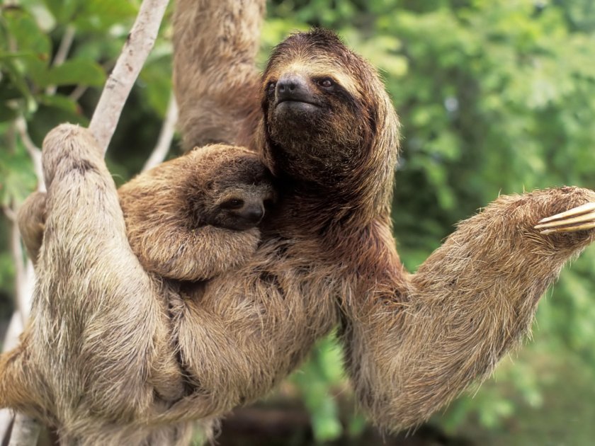 Life in Slow Motion: the Three-Toed Sloth – Questionable Evolution